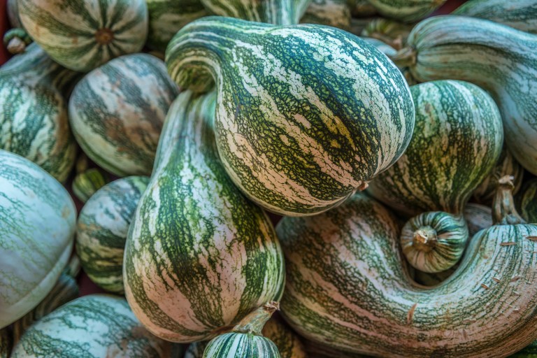 Meet The Cushaw Squash – Chef Gigi Gaggero